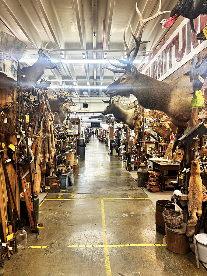 The welcoming committee at Shenandoah Valley Flea Market includes these stoic deer heads, silently judging your bargaining skills from above.