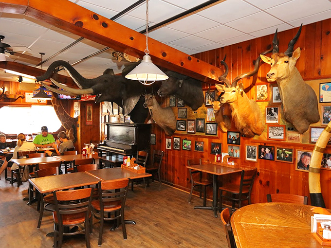 Dine under the watchful eyes of Ole's menagerie. It's like eating in a natural history museum, but with better food and livelier company.