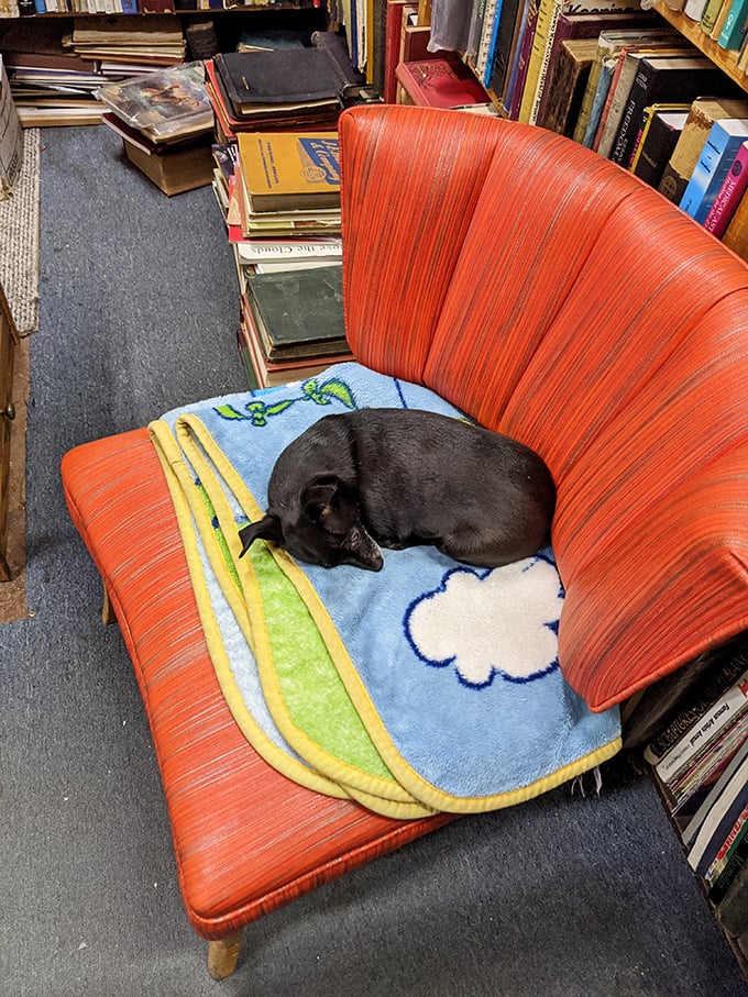 The coziest reading nook this side of the Mississippi. That chair has probably heard more stories than a bartender on a Saturday night.