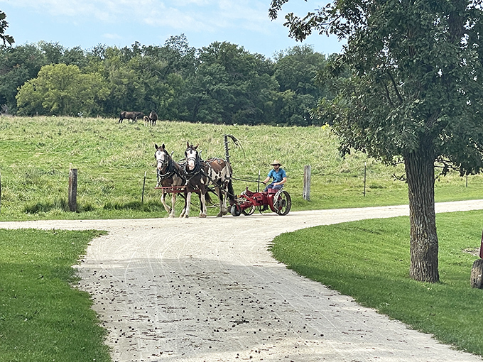 Giddy-up and slow down! These majestic horses are nature's reminder that sometimes, the journey is more important than the destination. Take that, GPS!