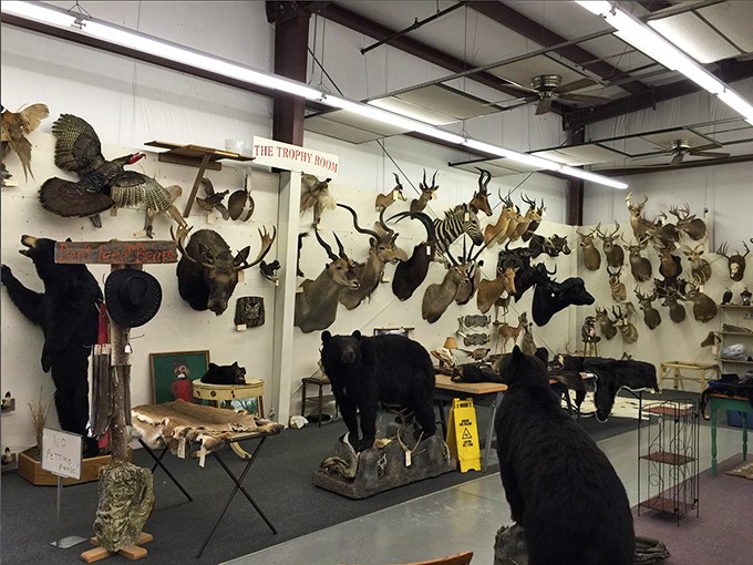 The "Trophy Room" – where taxidermy meets interior design. It's like Noah's Ark decided to redecorate with a dash of Hemingway's study.