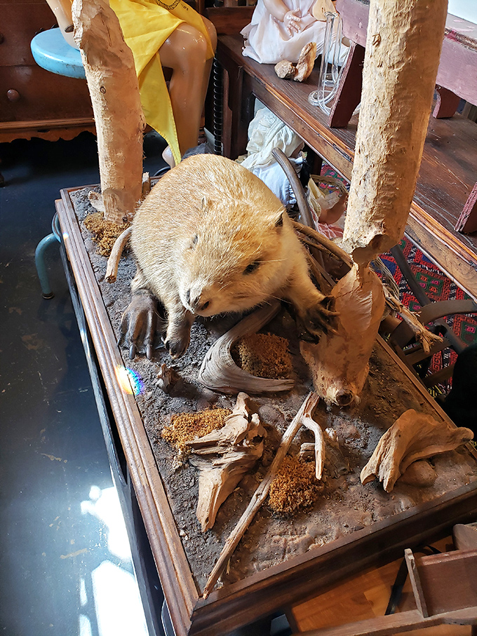 Nature's oddities on display! This taxidermy tableau is where "National Geographic" meets "The Addams Family."