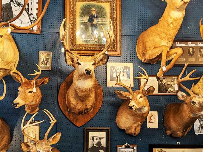 Oh deer, what do we have here? A wall of woodland friends that'll have you fawning over taxidermy. It's strangely captivating!