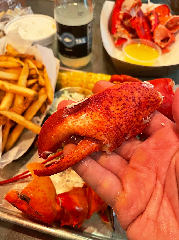 This lobster claw is ready for its close-up! It's the seafood equivalent of a red carpet moment. Lights, camera, butter!