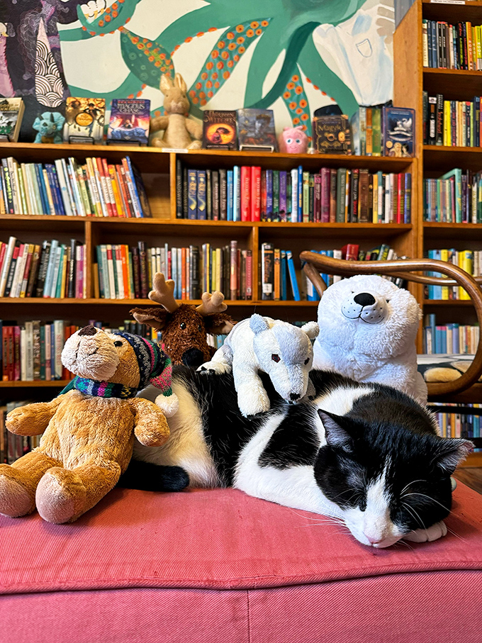 Meet the real boss of Shelf Life Books. This feline librarian ensures all books are properly cat-alogued.