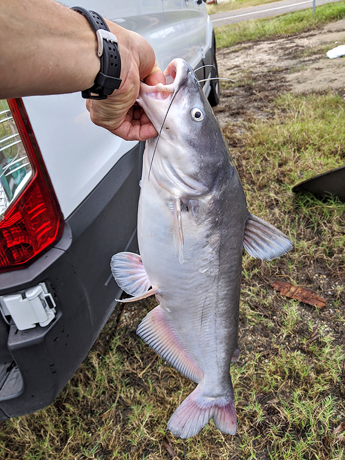 The real treasure of Irish Bayou! This impressive catch proves that the fishing here is fit for a king... or at least a very happy angler.