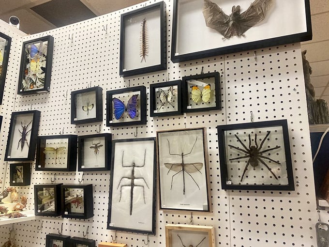 Nature's art gallery on display. These preserved insects are the original Instagram influencers of the bug world.