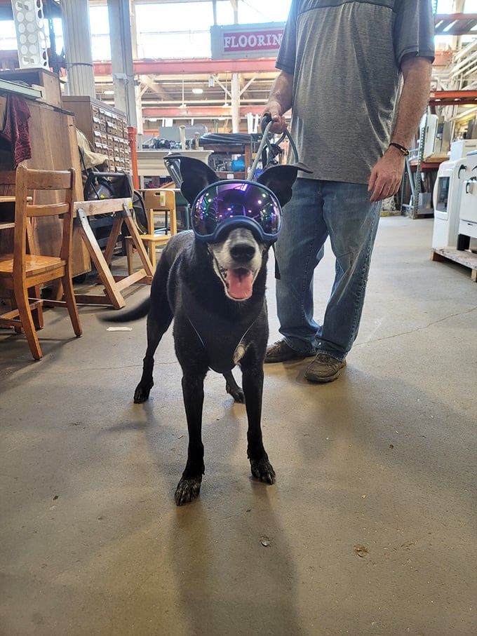 Who let the dogs in? This cool canine proves Second Chance is where pets shop for their humans.