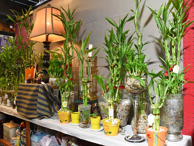 Green thumbs, rejoice! This plant paradise is where your botanical dreams take root. From lucky bamboo to finicky ferns, there's a leafy friend for every windowsill.