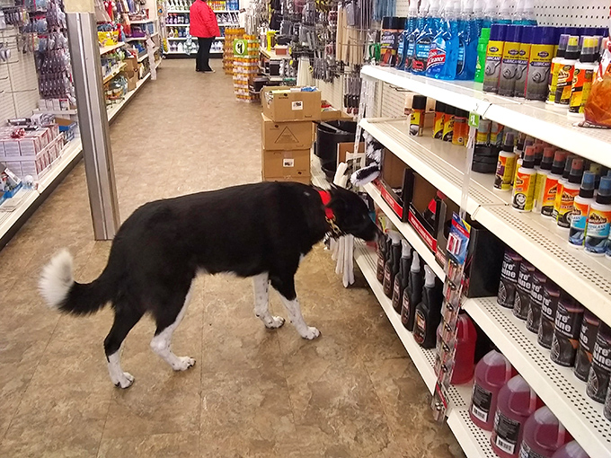 DIY dreams or organized chaos? This aisle's got enough gadgets and gizmos to make MacGyver jealous &ndash; all for just a buck each!