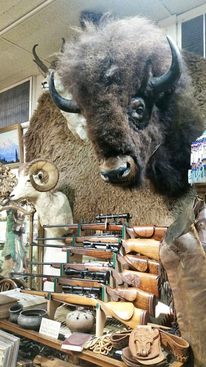The ultimate photobomber! This bison's been perfecting his pose for decades. Talk about patience &ndash; and impressive hair care!