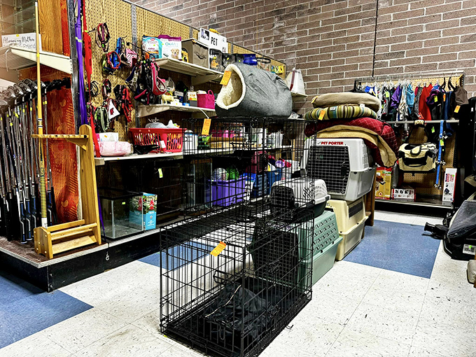Fur babies need thrift love too! From crates to collars, this pet section is a tail-wagger's treasure trove.