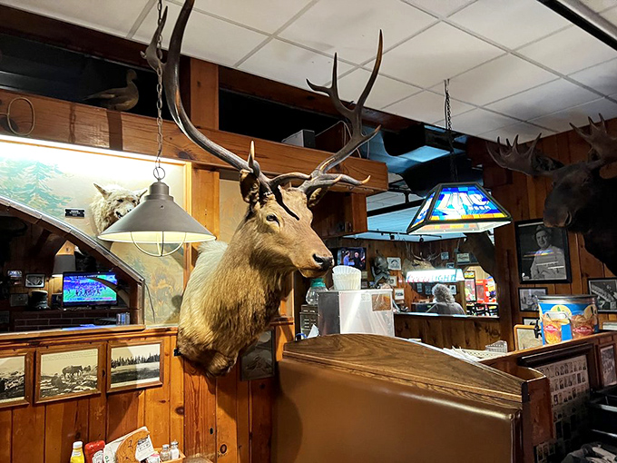 This elk's giving you the eye, but don't worry - he's not after your dinner. He's just part of Ole's unique welcoming committee.