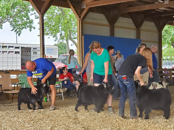 It's not Westminster, but Arthur's dog show is doggone adorable! These pups are competing for best in show and most belly rubs.