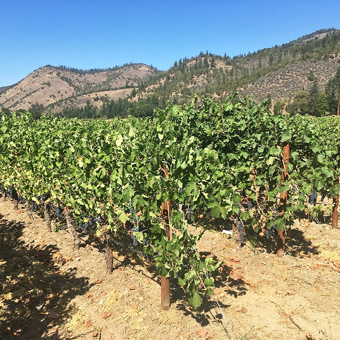 Grapes with a view: Where every vine is working overtime to produce liquid sunshine. Napa, eat your heart out!