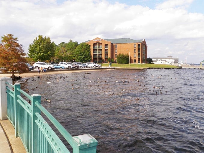 Ducks gone wild! This feathered pool party is the hottest ticket in town &ndash; no RSVP required.