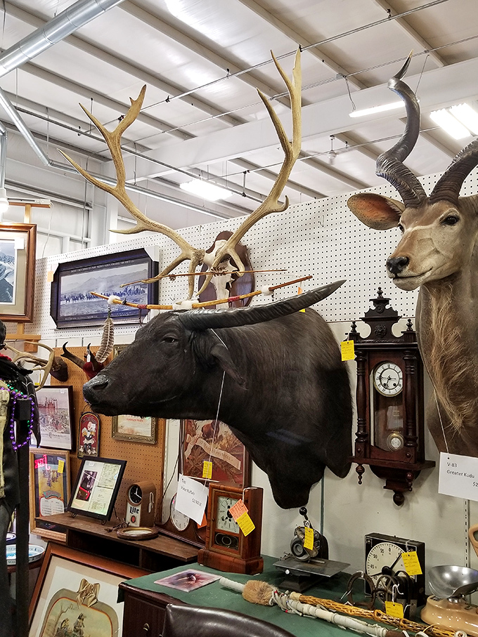 Talk about a head-turning display! These mounted marvels are the strong, silent types &ndash; perfect for those who want a pet that doesn't need feeding.