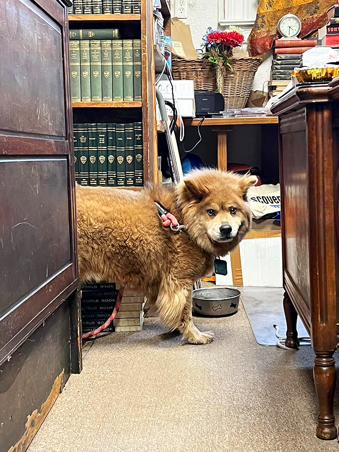Every great bookshop needs a loyal companion! This furry friend stands guard over the literary treasures, ready to recommend a good "tail."