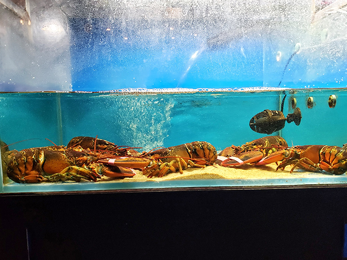 Meet your dinner! This aquarium showcases the freshest catches, proving that at La Juicy Seafood, your meal was swimming this morning.