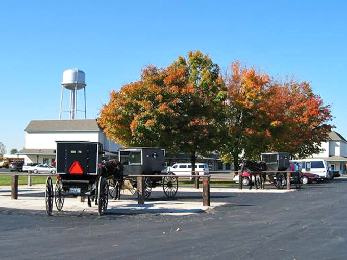 Amish buggies in autumn: where the past and present create a perfect postcard moment. It's like time decided to take a scenic detour.