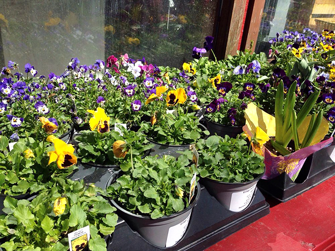 A rainbow of blooms! These flowers are nature's way of saying, "Hey, thanks for stopping by!"