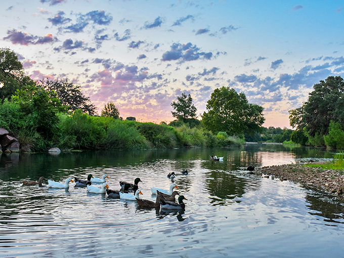 A slice of serenity: Where ducks paddle lazily and sunsets paint the sky. It's nature's own reality show, minus the drama.