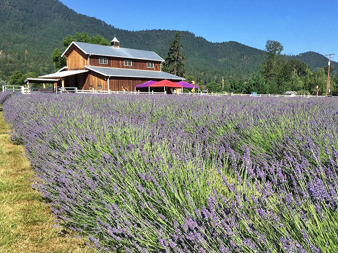 Lavender fields forever! This fragrant farm is what happens when Provence and Oregon have a beautiful, purple love child.