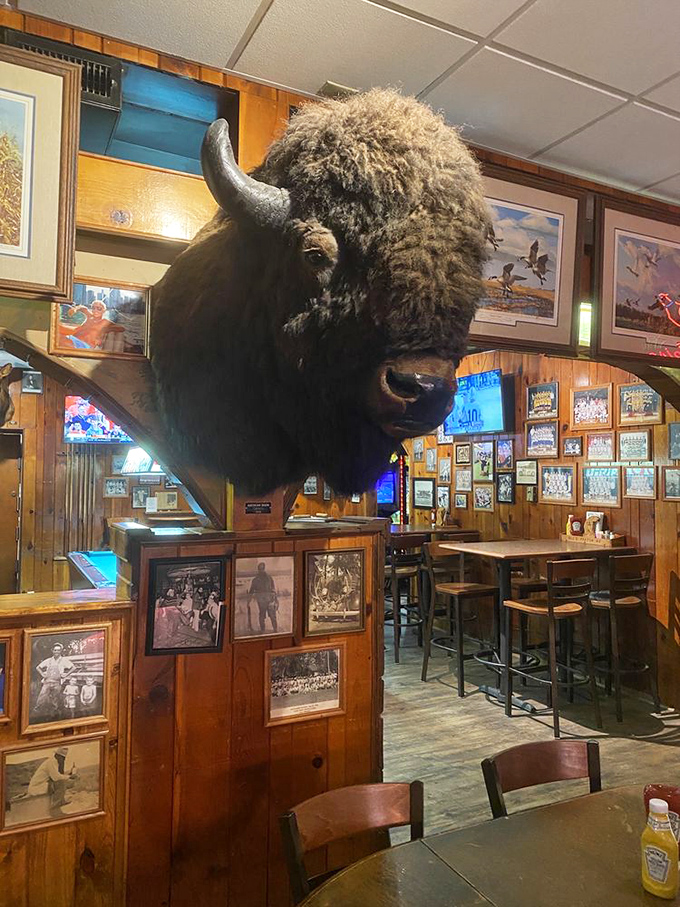 Holy cow! Or should we say, holy buffalo? This big guy's the unofficial greeter at Ole's, always ready for a photo op.