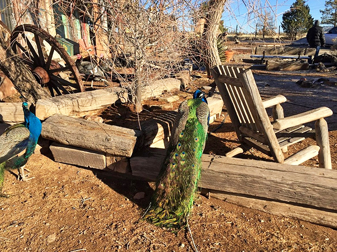 Move over, backyard chickens! These peacocks are bringing some serious glamour to the Old West porch scene.