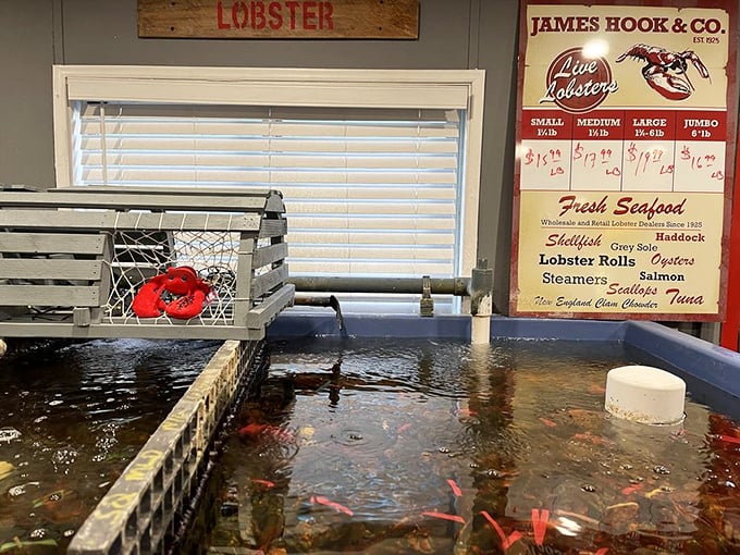 These lobsters are so fresh, they might just start tap dancing! The tank is like a waiting room for deliciousness.