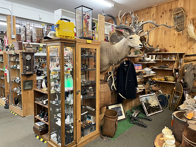 A mounted deer head presides over display cases filled with smaller collectibles, bringing Vermont's outdoor heritage indoors.