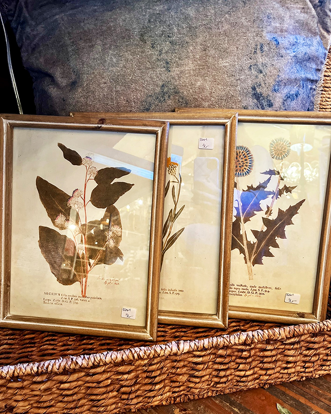 Pressed flowers with a scholarly twist – it's like your high school herbarium grew up and got framed!