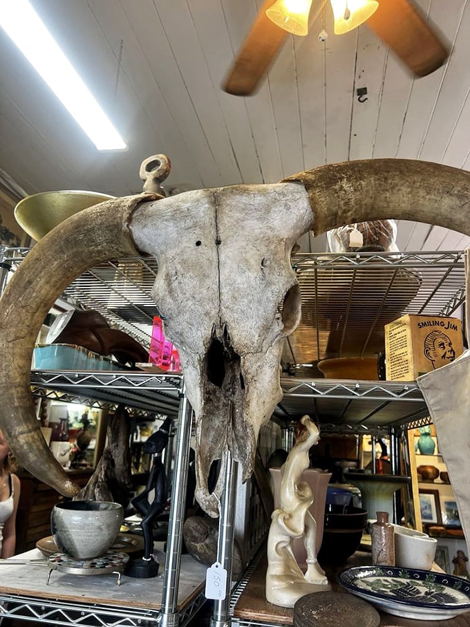 Holy cow! Or should we say, holy longhorn? This skull is the ultimate trophy for the aspiring cowboy... or cowgirl.