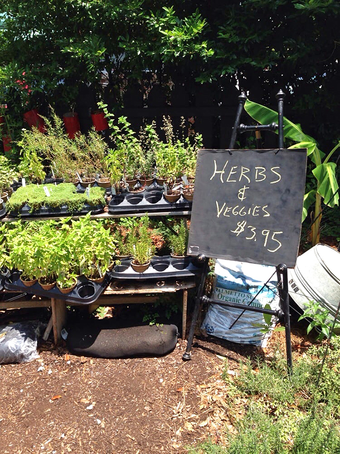Take a piece of pickle paradise home! These herbs are so fresh, they might start a bidding war at your next potluck.
