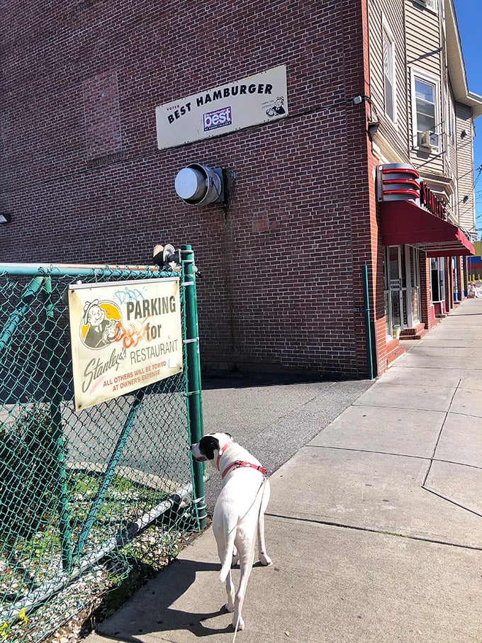 Even the dogs know where it's at! Stanley's parking lot is the place to be - just ask this four-legged food critic.