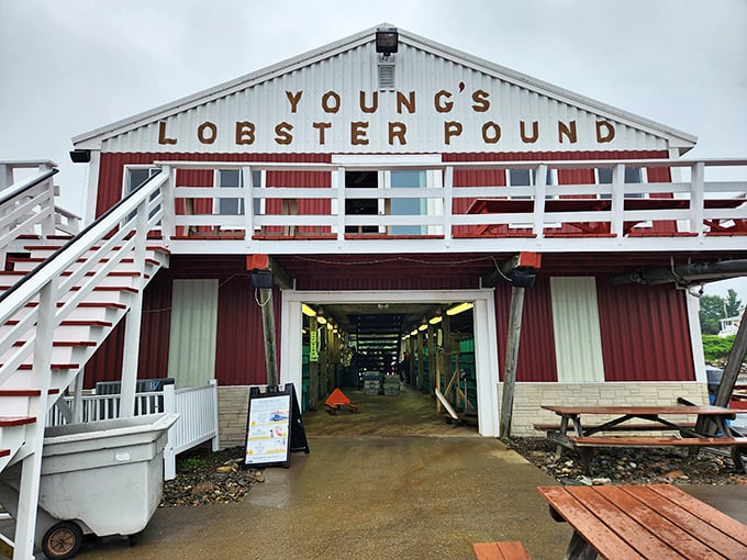 "Lobster heaven awaits! Young's red barn beckons like a siren song, promising crustacean delights that'll make your taste buds dance a jig."