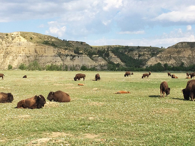 Bison on the range: Nature's traffic jam! These majestic beasts roam freely, reminding us that in Medora, rush hour is a whole different animal.