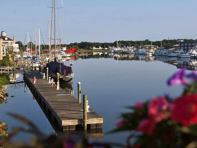 Morning tranquility at the Lewes marina, where boats await their next adventure. The glassy water reflects possibilities while pink blooms frame nature's perfect canvas.