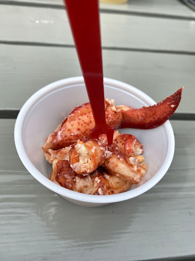 Holy crustacean! This lobster meat is so fresh, it's practically doing the backstroke in that cup.