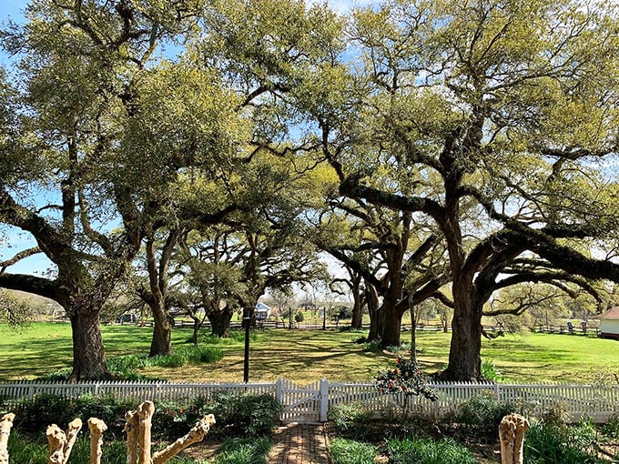 Nature's red carpet: The Cane River National Heritage Trail. Where Spanish moss and history hang in perfect harmony.