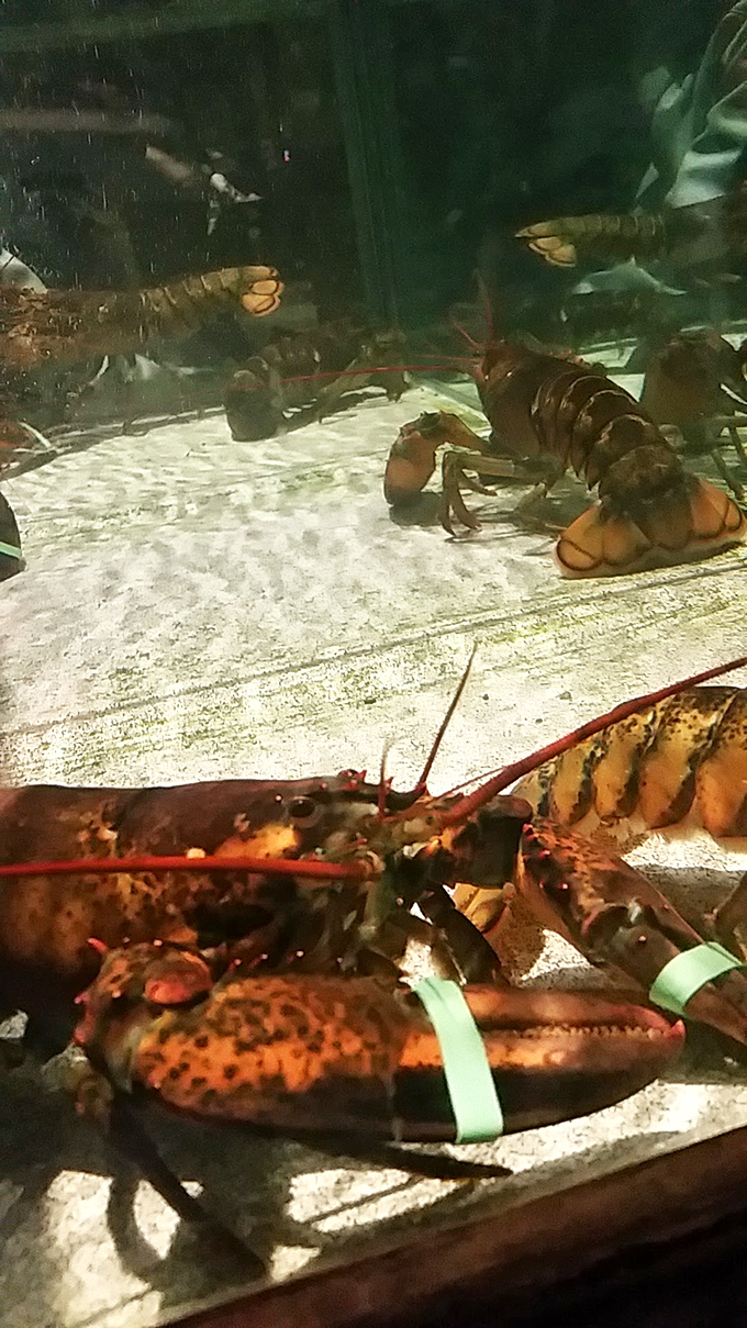 These lobsters are so fresh, they're practically doing the backstroke. Talk about dinner and a show!