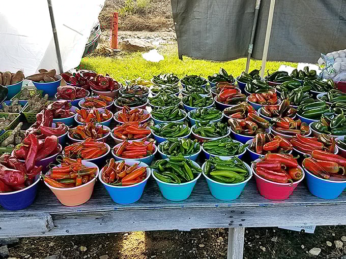 A rainbow of peppers that would make even the Jolly Green Giant jealous. These farm-fresh veggies are so vibrant, they practically jump off the table and into your shopping bag.