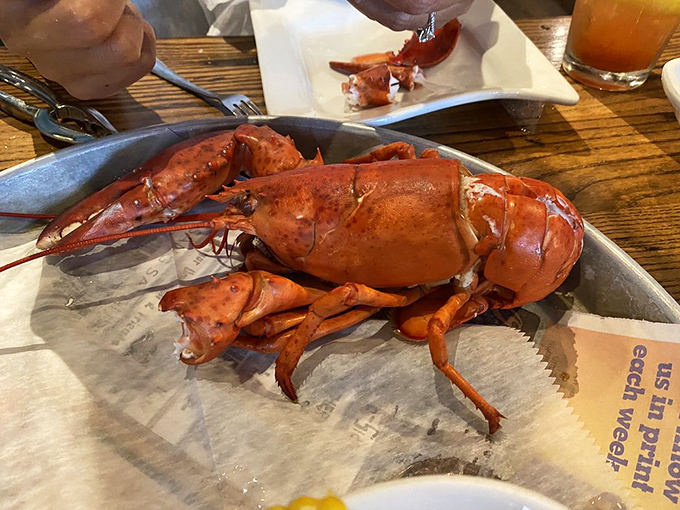 Hello, beautiful! This whole lobster is ready for its close-up. It's so fresh, you can almost hear it whispering, "Butter me up, baby!"