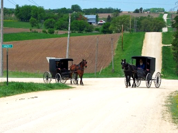 Horse and buggy traffic jam! In Harmony, rush hour means watching these magnificent steeds trot by at a pace that would make a New Yorker weep.