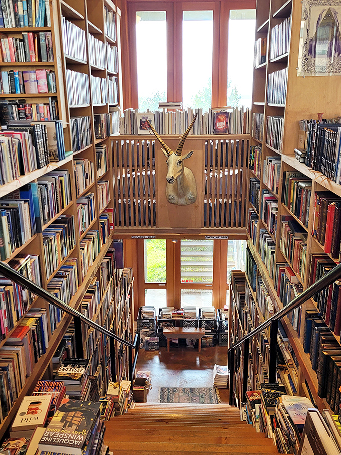 Stairway to heaven? Nope, just the path to literary nirvana. Mind the antelope, he's the resident librarian.