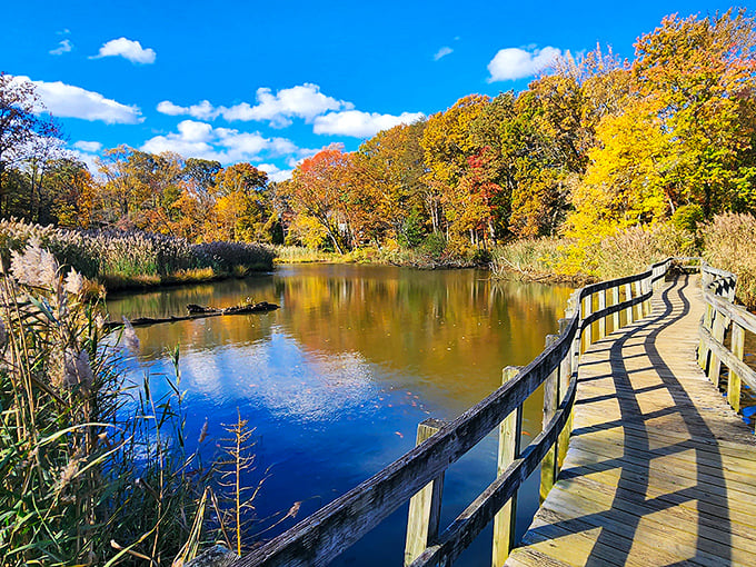 Truxtun Park: Nature's own masterpiece! This serene boardwalk view is better than any museum painting – and no "Do Not Touch" signs.