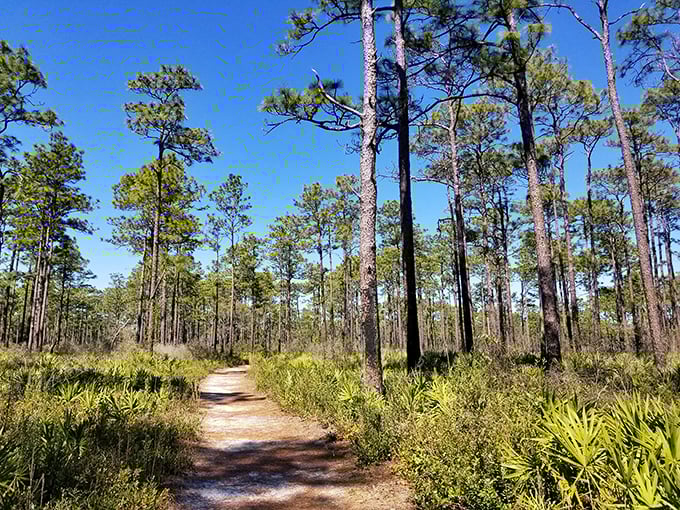 A path less traveled leads to wonders untold. This serene trail through St. Marys' pine forest is nature's red carpet, rolling out just for you.