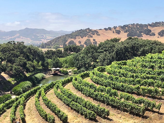 Grape expectations! Solvang's surrounding vineyards are a wine lover's paradise, proving that Vikings and vines make excellent neighbors.