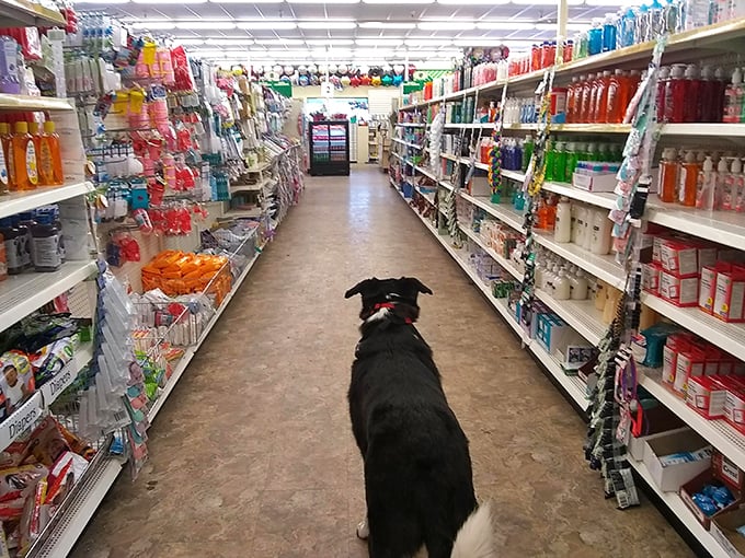 Fido's found his happy place! This pooch is living proof that Dollar Tree's aisles are perfect for four-legged bargain hunters too.