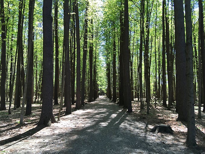 Nature's red carpet awaits! This trail is more inviting than the walkway at the Oscars, minus the paparazzi and wardrobe malfunctions.